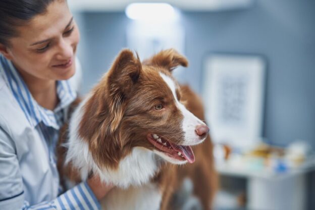 Ursolic Acid for Canine Muscle Atrophy: New Approach to Preventing ...