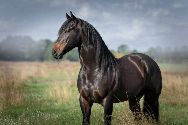 350+ Best Black Horse Names with Meanings [2025]